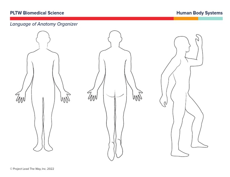 Anatomy Language Guide | PDF