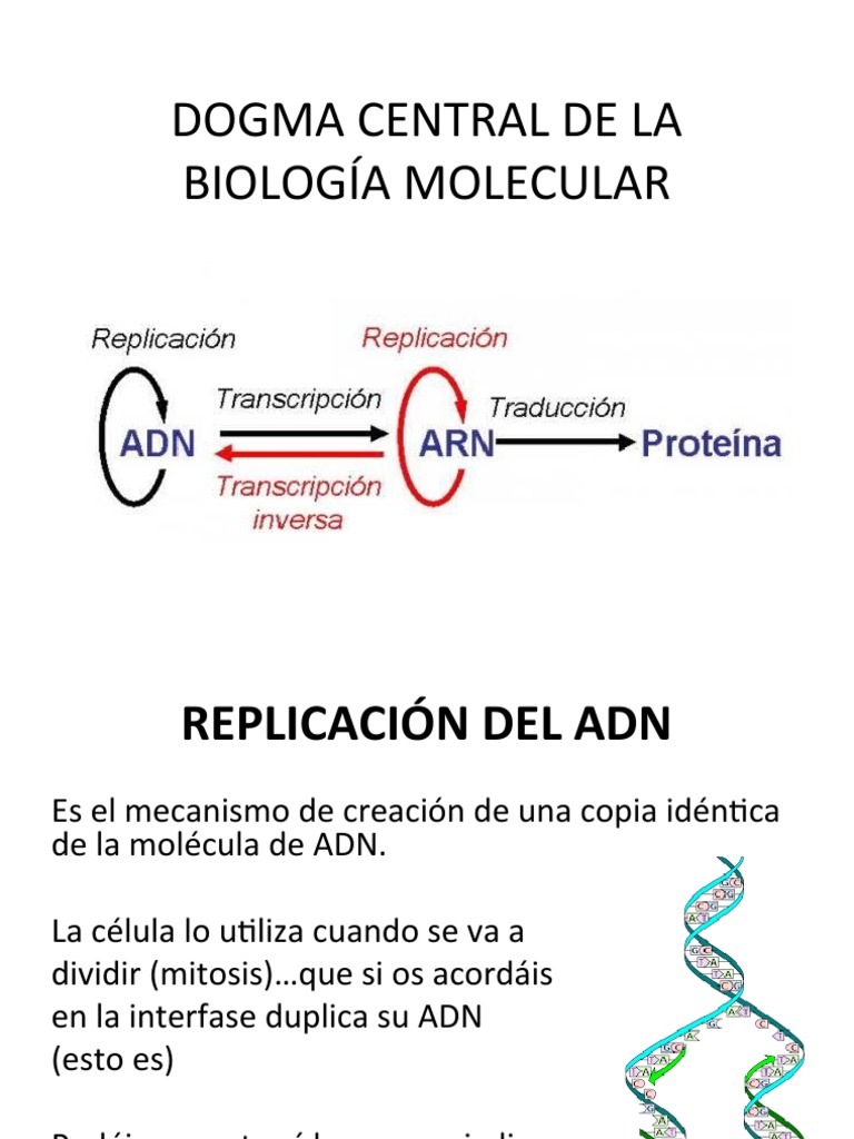 Dogma Central de La Biología Molecular | PDF