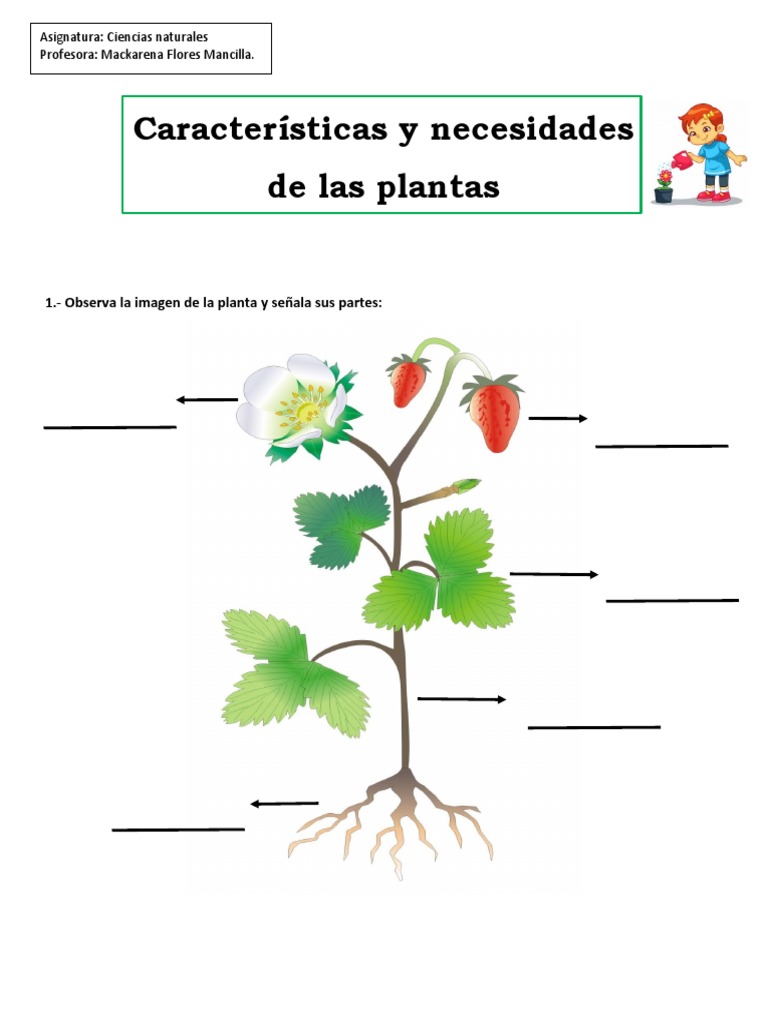 Guía Caracteristicas y Necesidades de Las Plantas 3° Basico | PDF ...