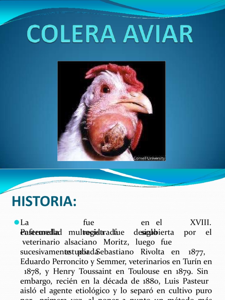 Cólera aviar: enfermedad y control | PDF | Enfermedades animales ...