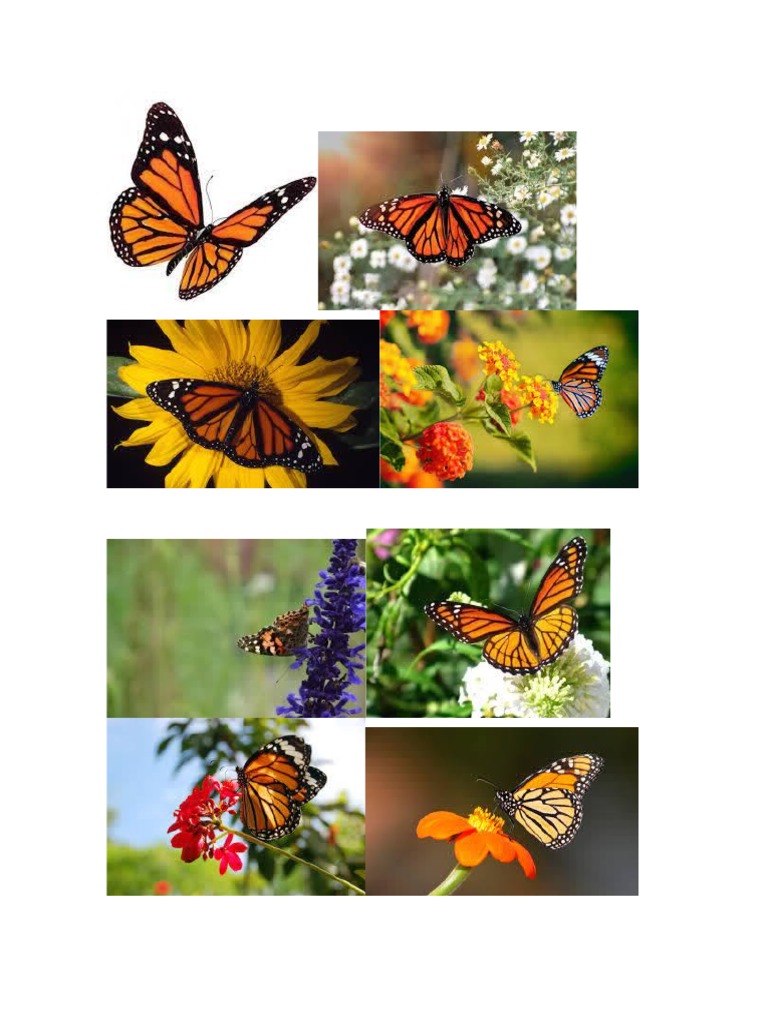 Mariposa Monarca | PDF