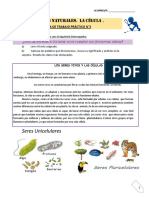 Disección del Muslo de Pollo: Anatomía y Función | PDF | Articulación ...