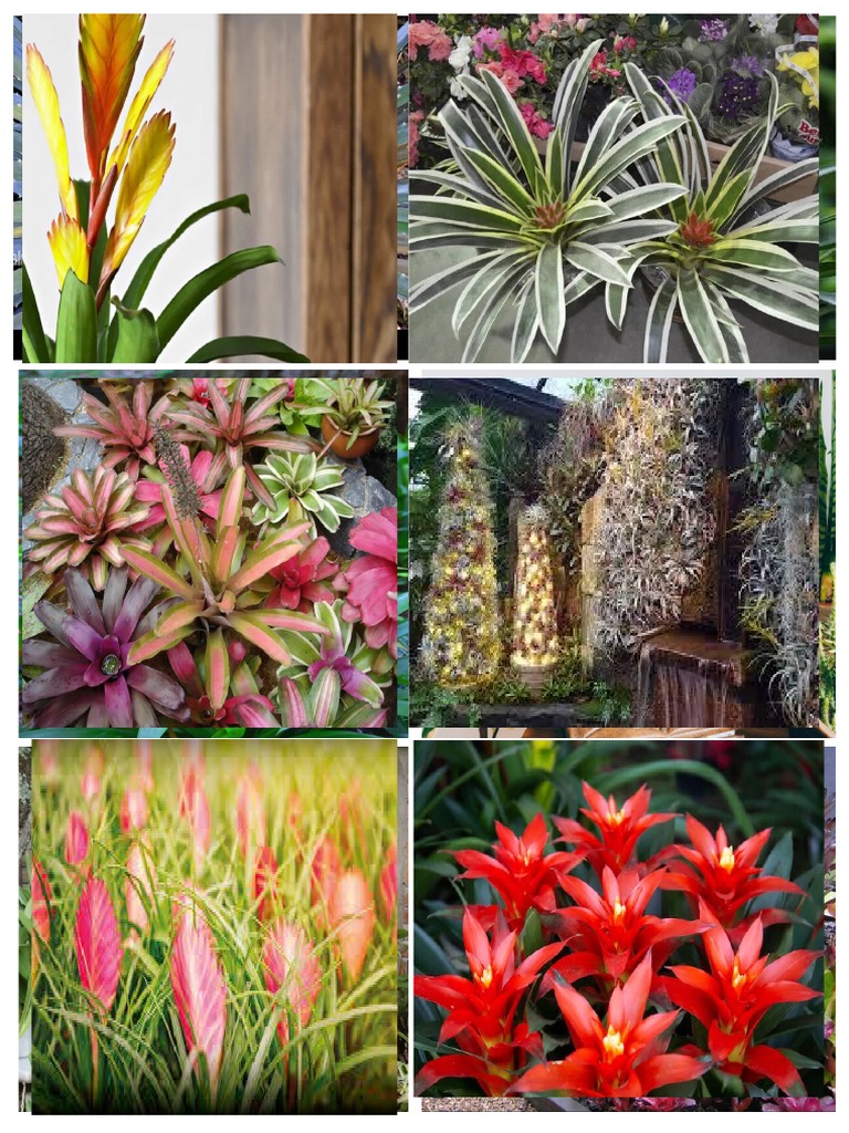 Como Son Las Especies de Bromelias Del Ecuador | PDF