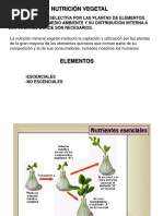 Desarrollo Embrionario en Vegetales | PDF | Reproducción | Botánica