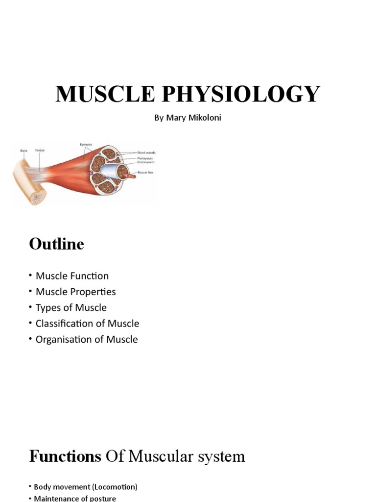 Muscle Physiology | PDF | Skeletal Muscle | Muscle Contraction