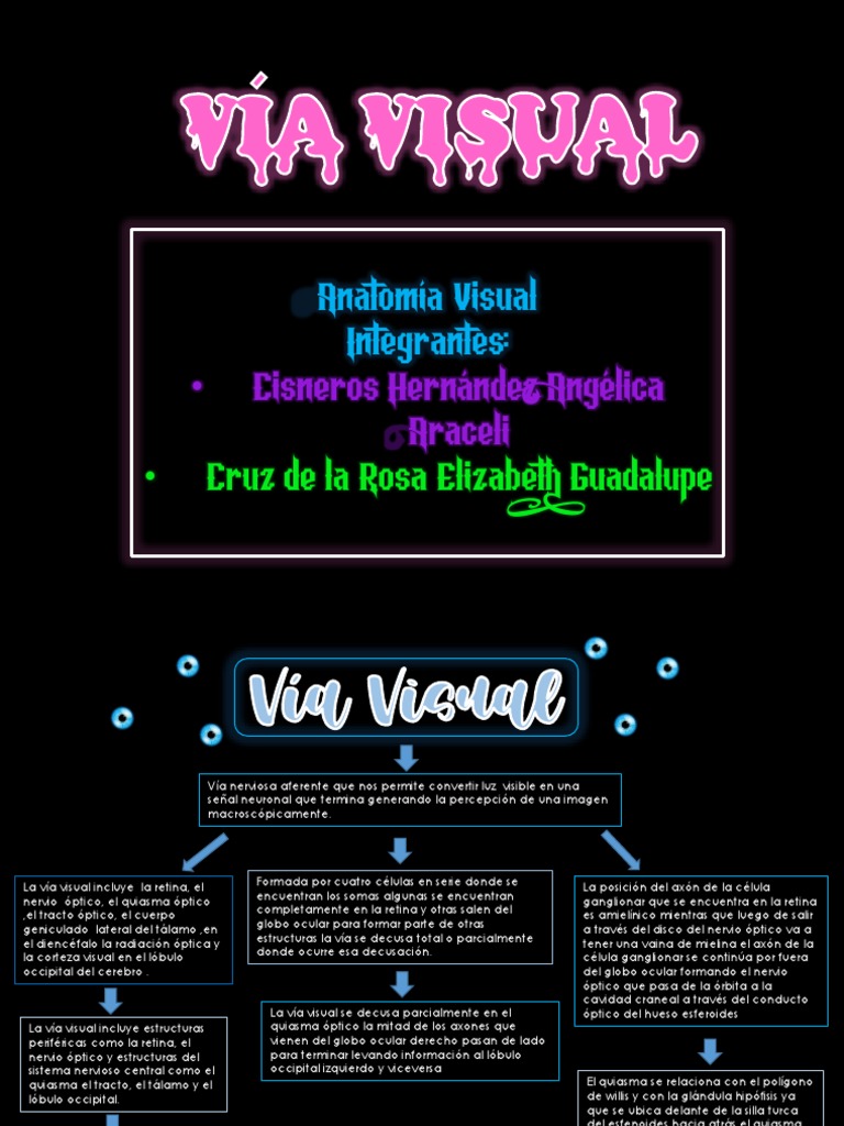 Anatomía de la Vía Visual Humana | PDF | Percepción visual | Nervio