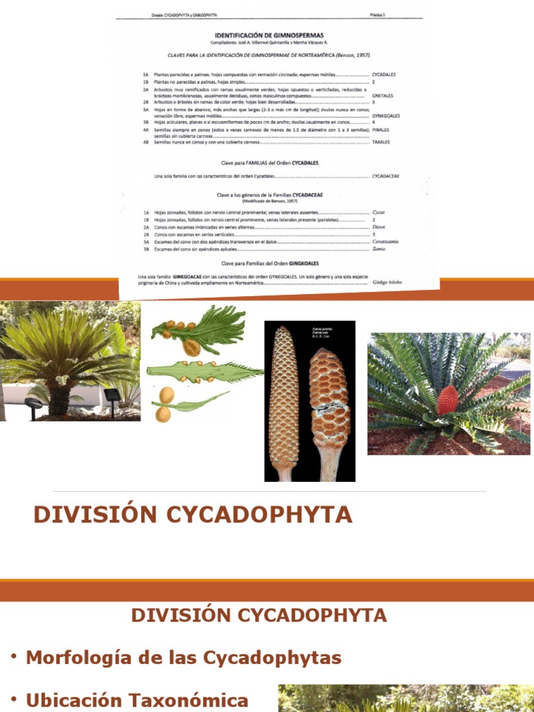 Division Cycadophyta | PDF | Reproducción de plantas | Técnicas hortícolas