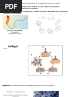 Interacciones Microbianas | PDF | Biología | Microbiología