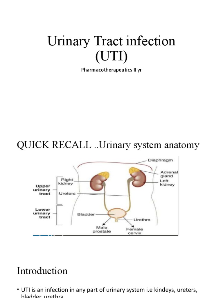 Urinary Tract Infection (UTI) : Pharmacotherapeutics II Yr | PDF ...