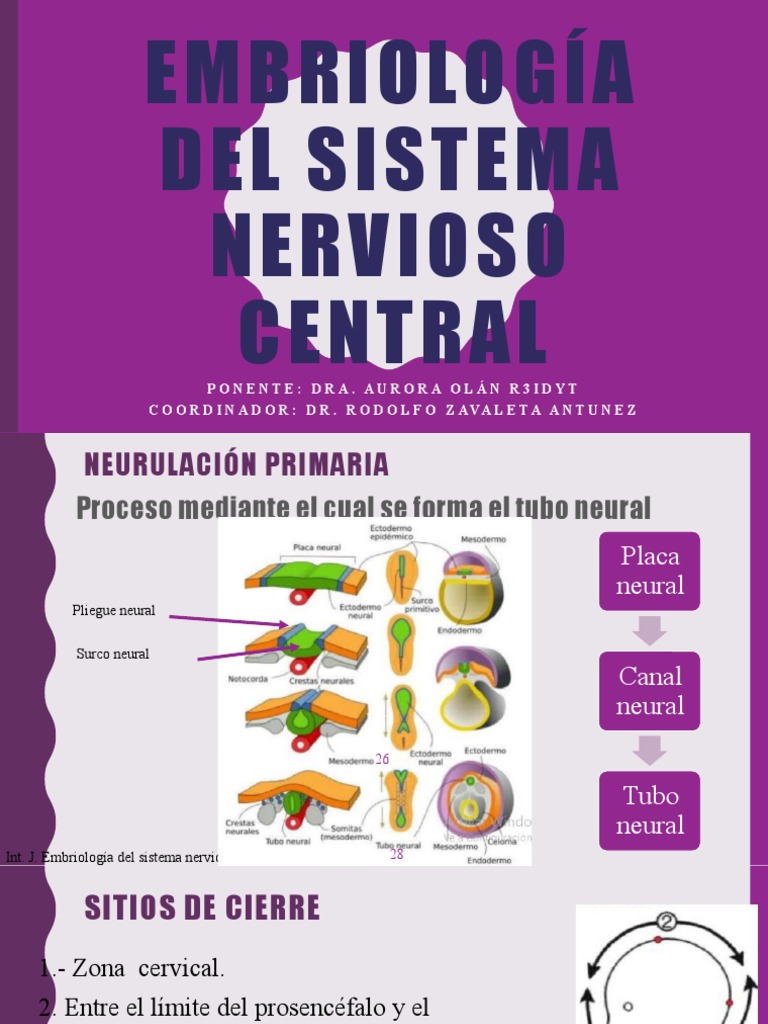 Embriología Del Sistema Nervioso Central | PDF | Sistema nervioso ...