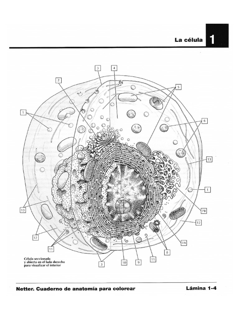 Netter Celula | PDF