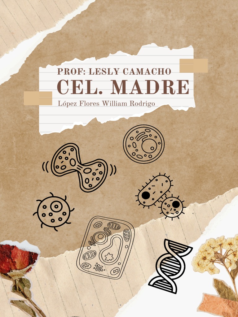 Las Celulas Madre | PDF | Célula madre | Diferenciación celular