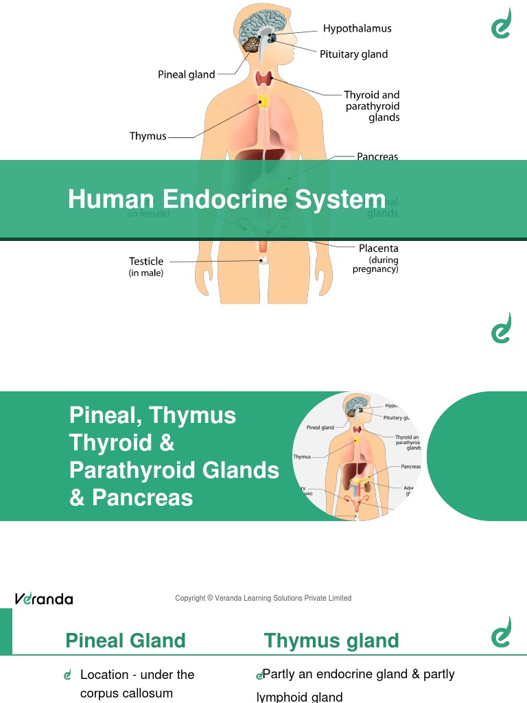 Endocrine Glands | PDF | Thyroid | Endocrine System