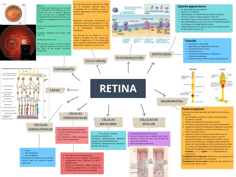 Mapa Retina | PDF | Percepción visual | Morfología (biología)