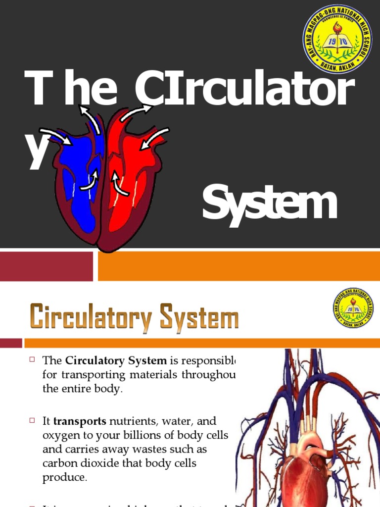 Overview of the Circulatory System | PDF | Heart | Artery