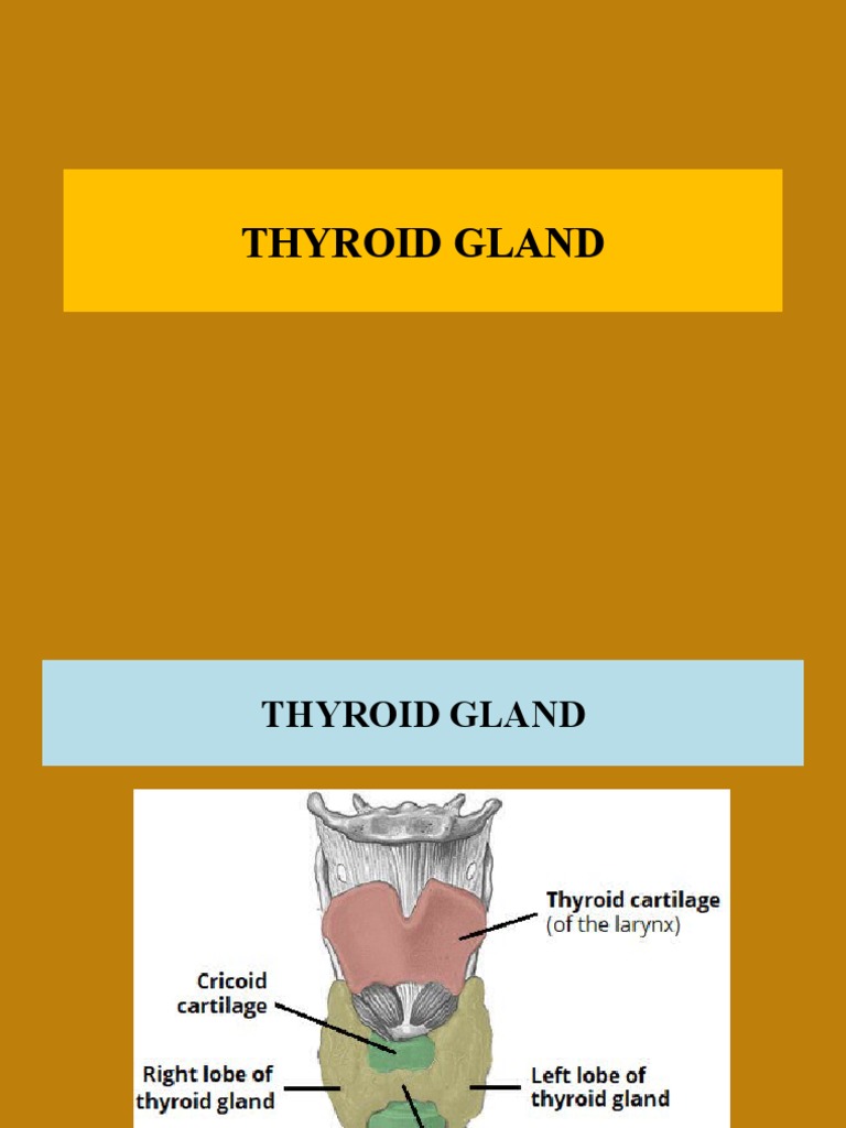 Anatomy and Physiology of Thyroid | PDF | Thyroid | Organ (Anatomy)