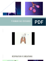 Gaseous Exchange Grade11 Notes | PDF