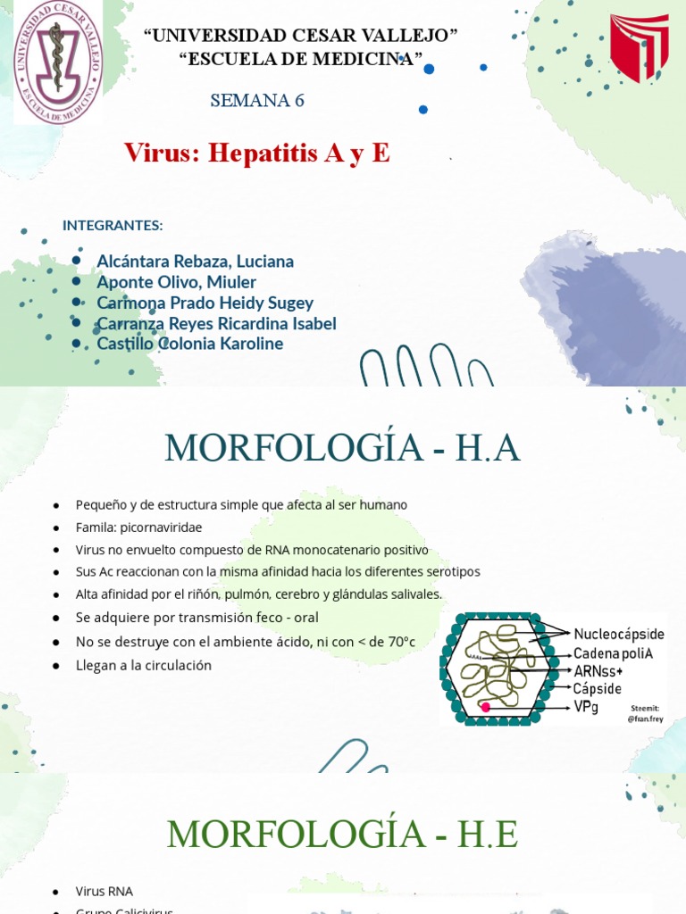 Hepatitis A y E: Morfología y Diagnóstico | PDF | Hepatitis | Virus