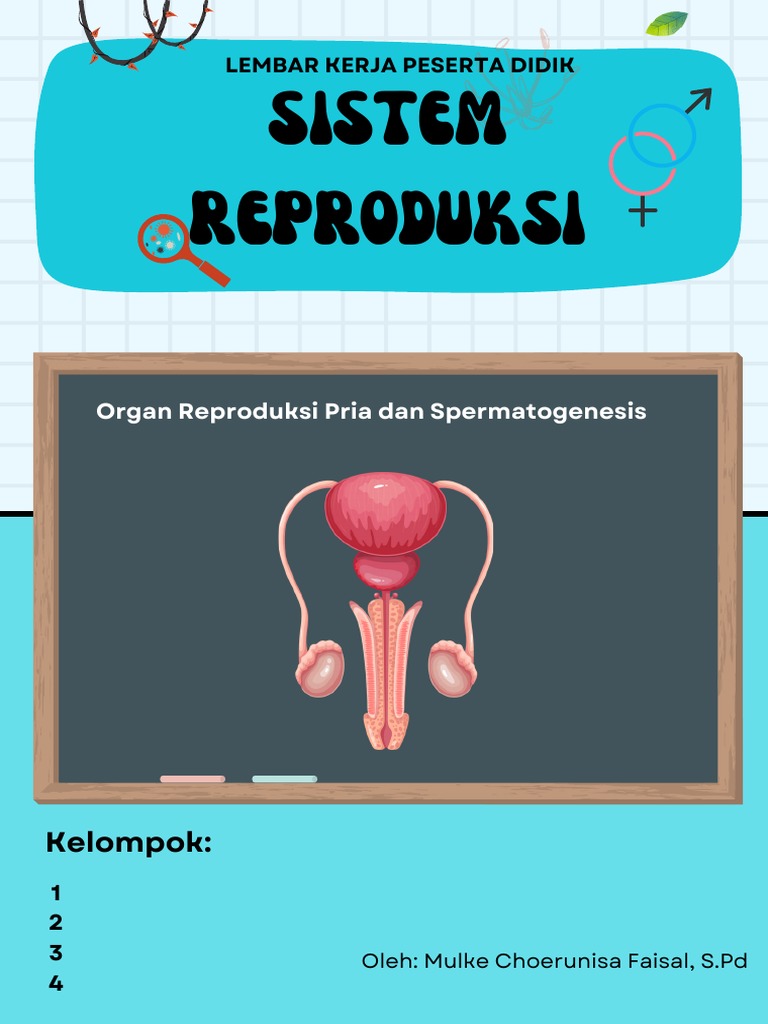 Alat Reproduksi Pria dan Spermatogenesis | PDF | Kesehatan Holistik | Sains & Matematika