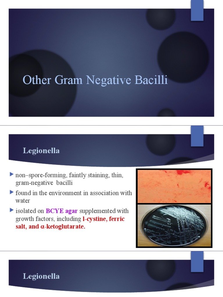Microbiology of Gram-Negative Bacilli | PDF | Bacteria | Microbiology