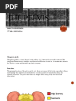 Netter - Atlas of Human Anatomy | PDF | Abdomen | Pelvis