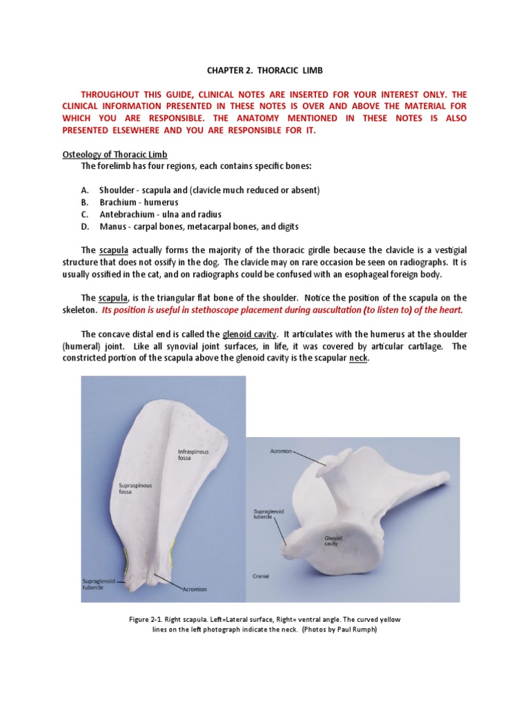 CHAPTER 2 Thoracic Limb | PDF | Hand | Elbow
