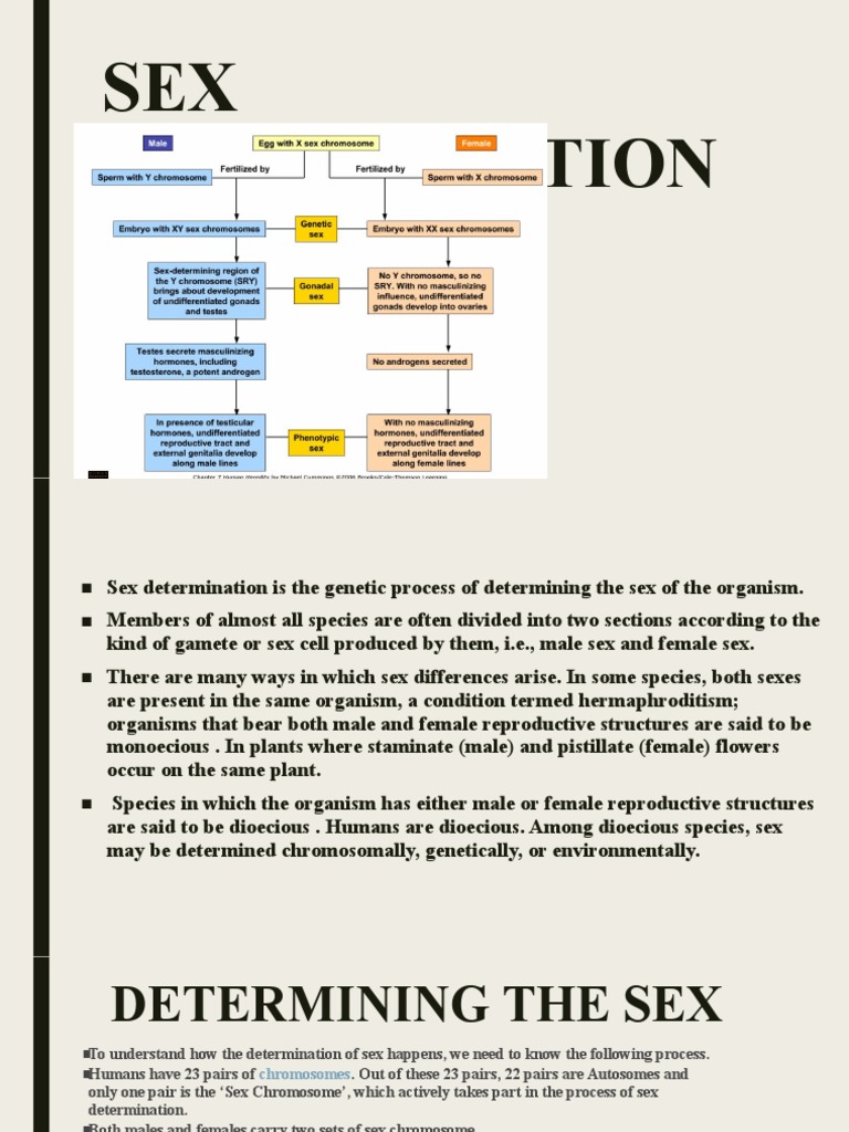 Human Sex Determination Process Pdf Sex Male 6576