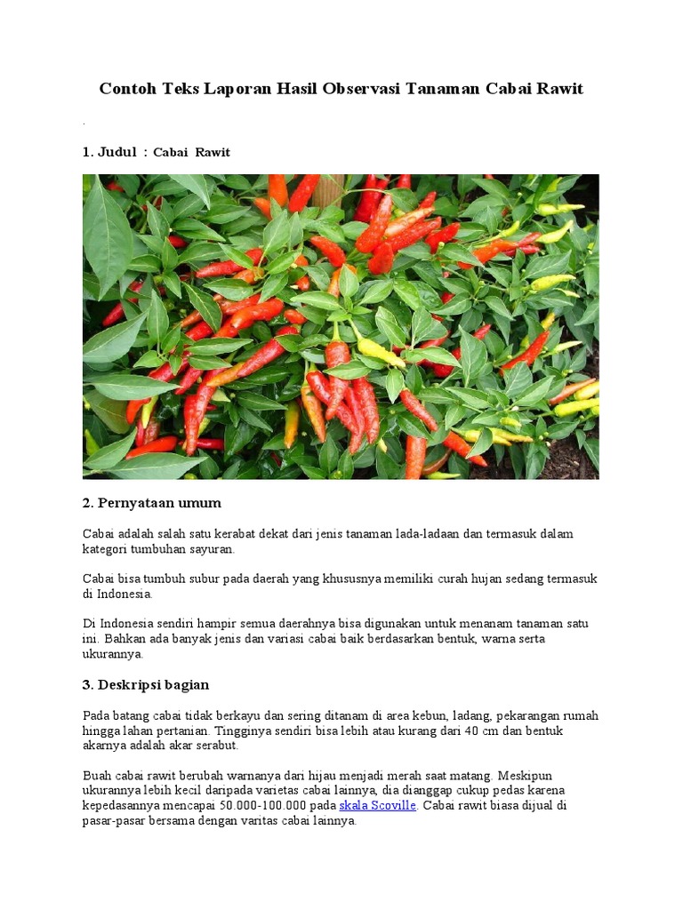 Contoh Teks Laporan Hasil Observasi Tanaman Cabai Rawit | PDF