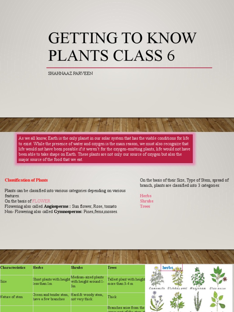 Getting To Know Plants Class 6 | PDF | Leaf | Root