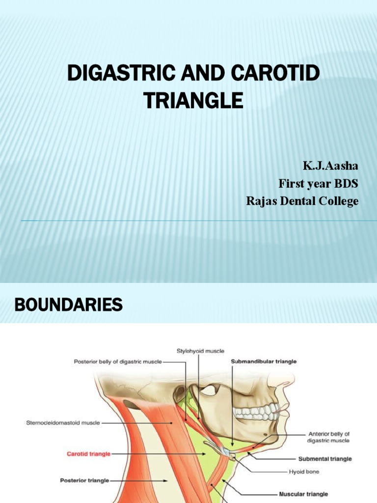 Digastric and Carotid Triangle | PDF