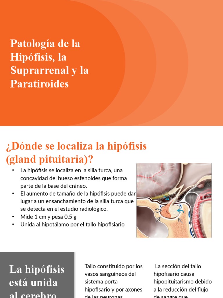 Anatomía de la Hipófisis y Patologías | PDF | Glándula pituitaria ...