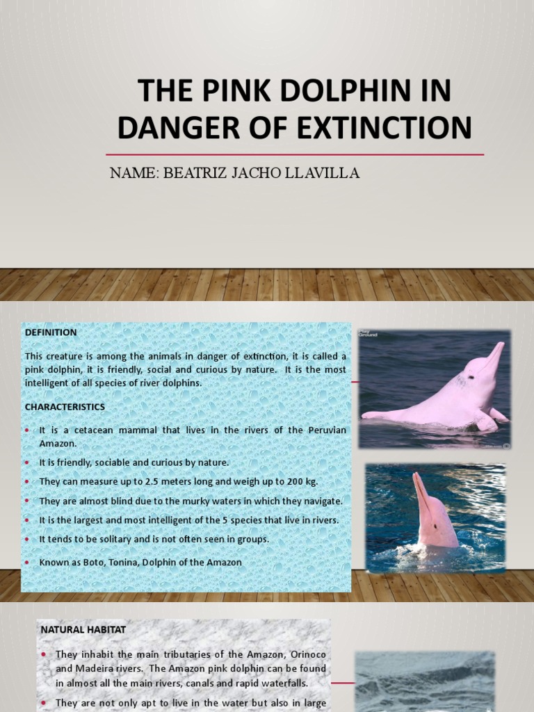 The Pink Dolphin in Danger of Extinction | PDF