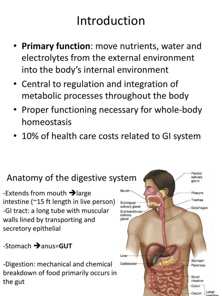 Module6 All Compressed | PDF | Human Digestive System | Stomach