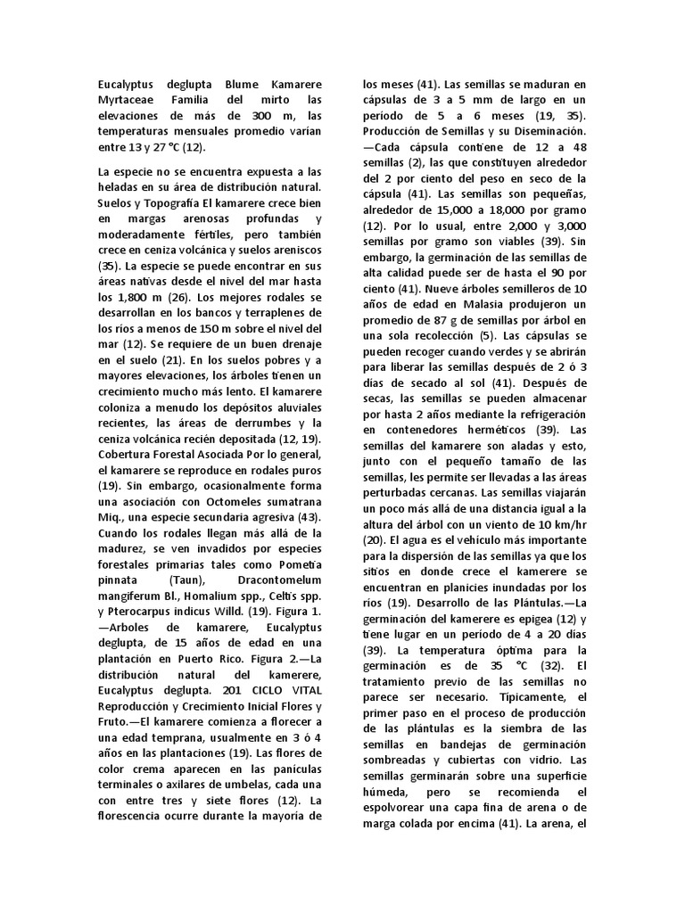 Eucalyptus Deglupta Blume Kamarere Myrtaceae Familia Del Mirto Las ...
