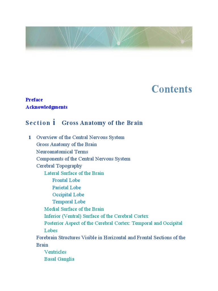 Essential-Neuroscience 4th | PDF | Cerebellum | Brainstem