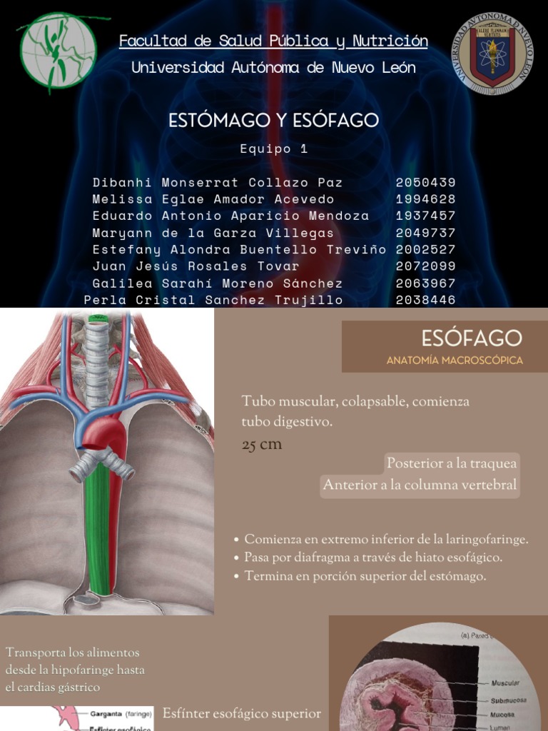 Estomago y Esofago - Eq.1 | PDF | Estómago | Morfología (biología)