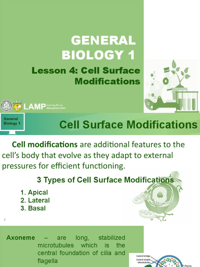 Genbio1 Lesson4 Cell Surface Modifications | PDF | Epithelium | Cell ...