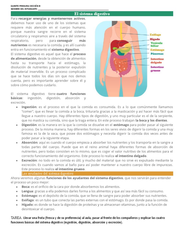 Hoja de Trabajo No. 2 | PDF | Digestión | Sistema digestivo humano