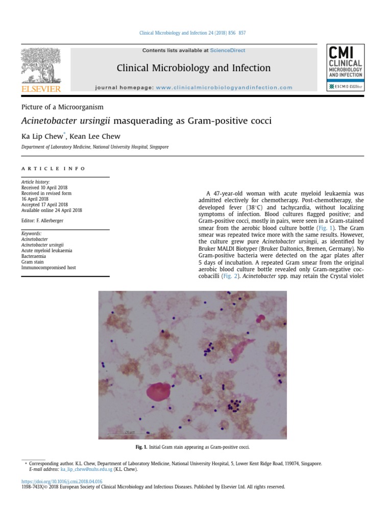 Acinetobacter Ursingii Masquerading As Gram-Positive Cocci | PDF ...