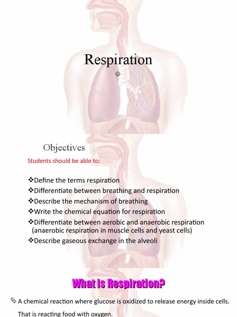 Respiration Grade 10 Biology - Student | PDF | Respiratory Tract ...