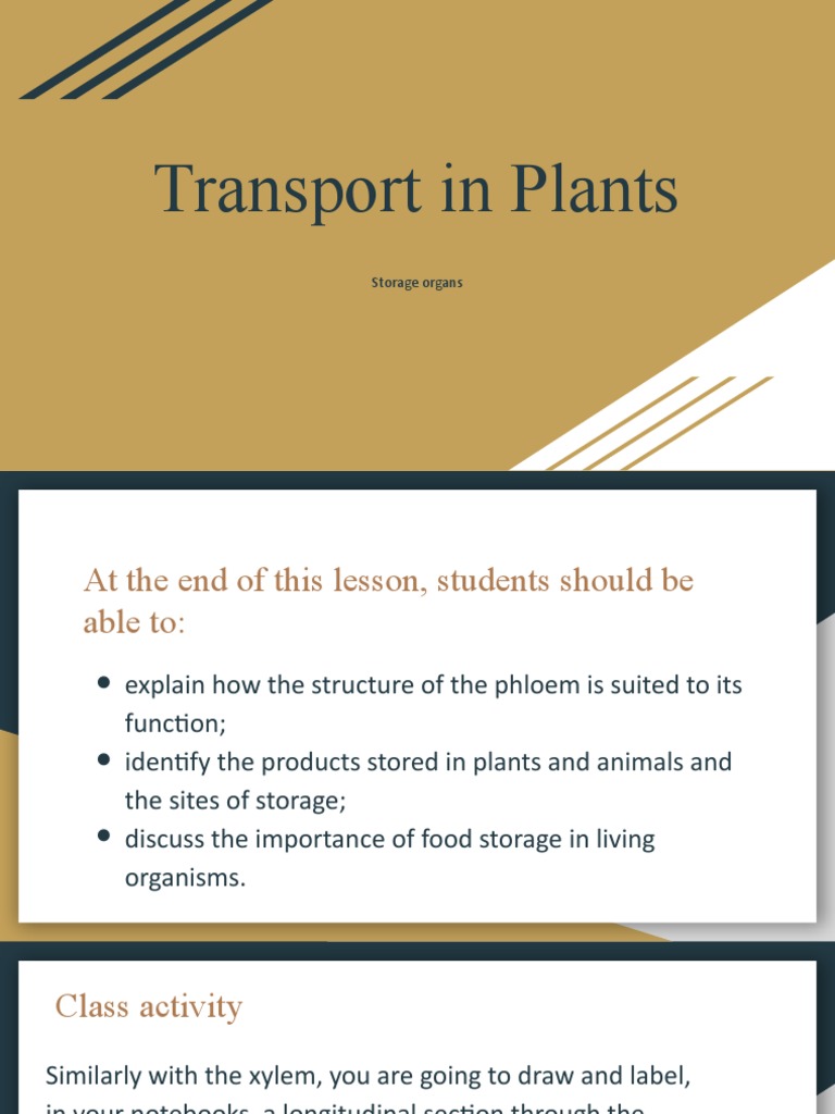 Food Storage and Transport in Plants | PDF | Plants | Organisms