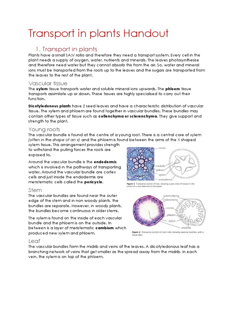 Plant Transport Tissues Explained | PDF | Leaf | Tissue (Biology)