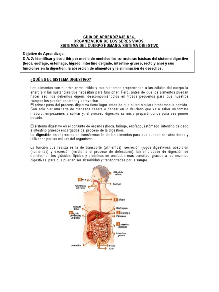 Ciencias Naturales - Guía N° 6 - 5° Básico | PDF | Sistema digestivo humano | Digestión