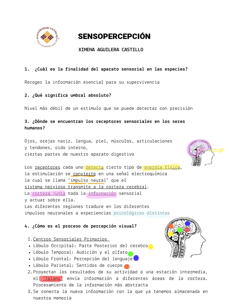 Sensopercepción | PDF | Percepción | Percepción visual