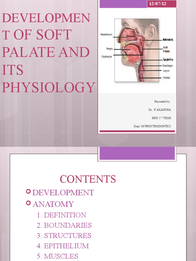 Soft Palate: Development and Physiology | PDF