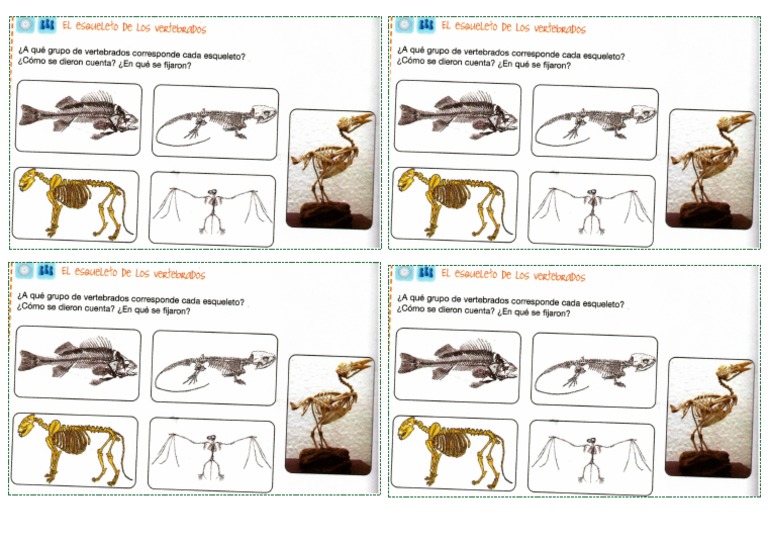 Esqueletos Animales Vertebrados | PDF
