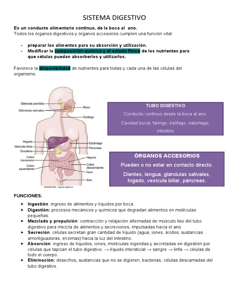 Sistema Digestivo - Parcial 2 | PDF | Sistema digestivo humano | Digestión