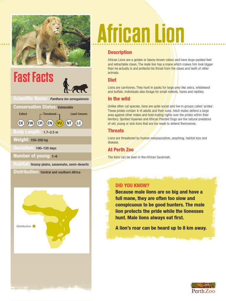 León Africano - Ficha Técnica | PDF