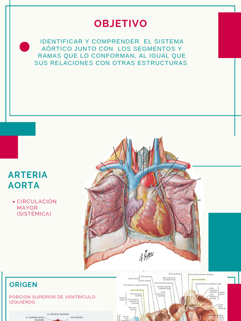 .Sistema de La Aorta | PDF