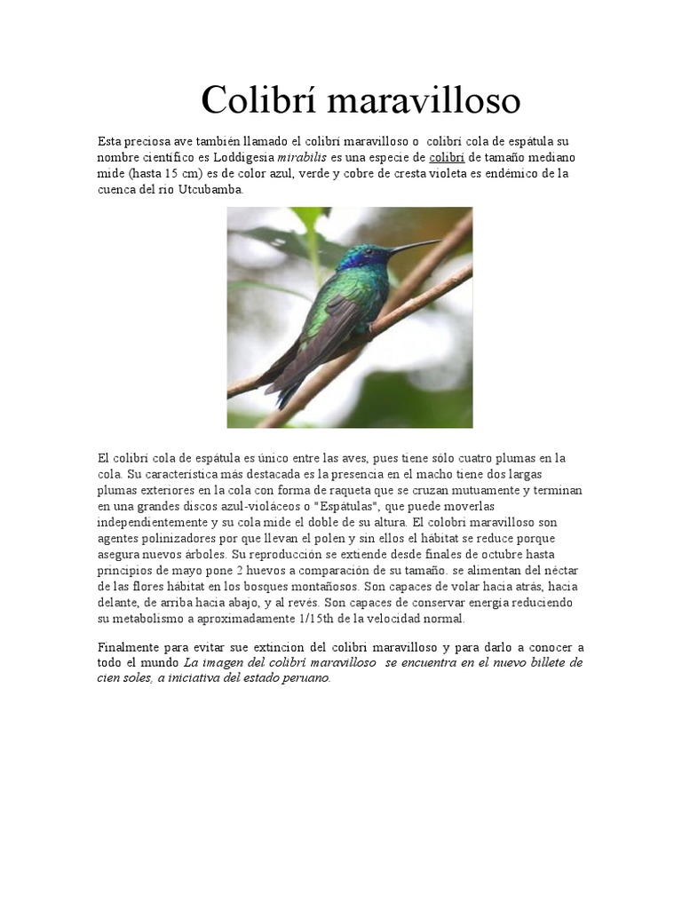 Colibrí Maravilloso | PDF